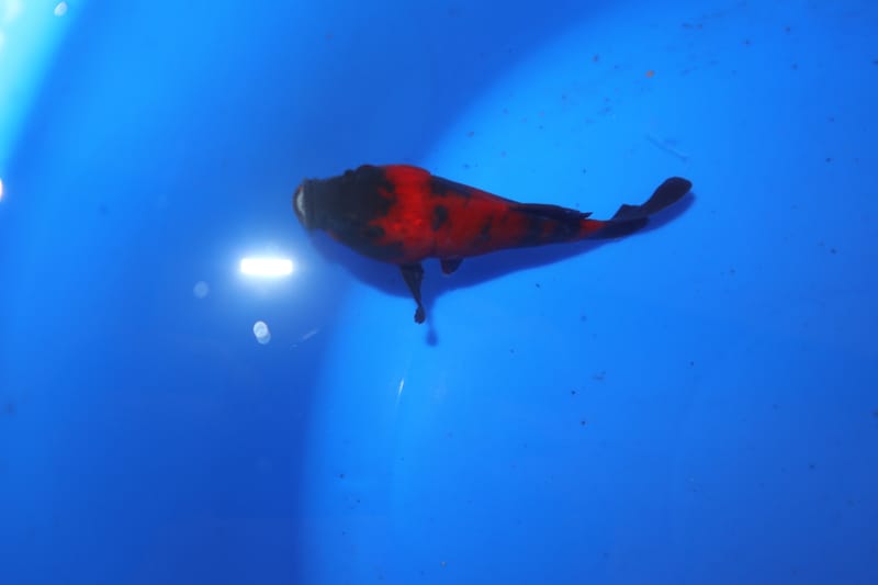 Howie Koi Dorset aquatic shop Dorchester aquatics Fish uk for sale aqu