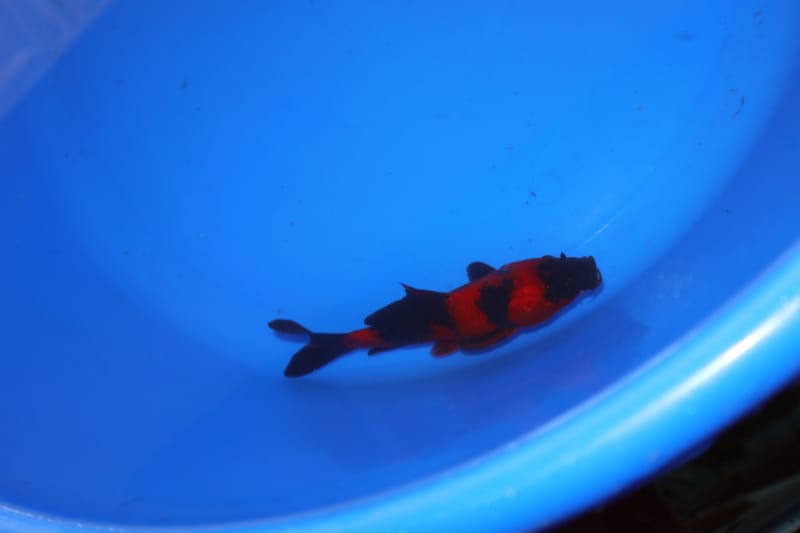 Howie Koi Dorset aquatic shop Dorchester aquatics Fish uk for sale aqu