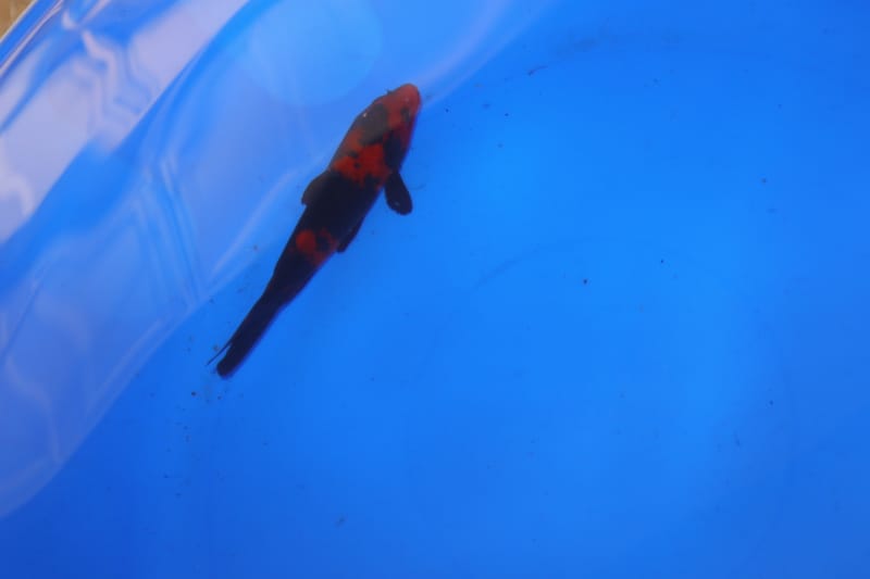 Howie Koi Dorset aquatic shop Dorchester aquatics Fish uk for sale aqu