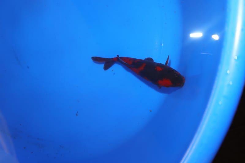 Howie Koi Dorset aquatic shop Dorchester aquatics Fish uk for sale aqu