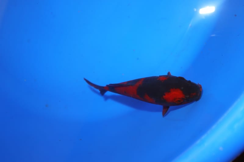 Howie Koi Dorset aquatic shop Dorchester aquatics Fish uk for sale aqu