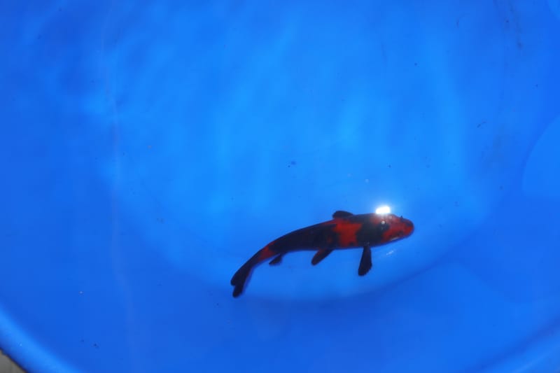 Howie Koi Dorset aquatic shop Dorchester aquatics Fish uk for sale aqu