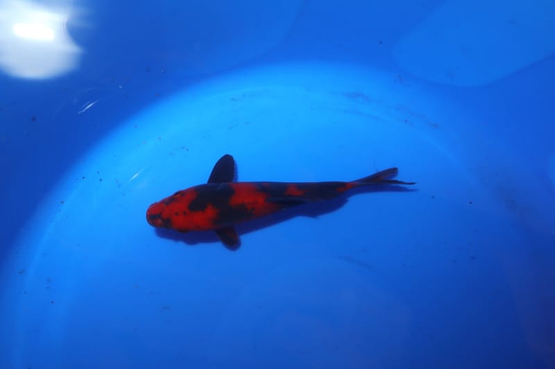 Howie Koi Dorset aquatic shop Dorchester aquatics Fish uk for sale aqu