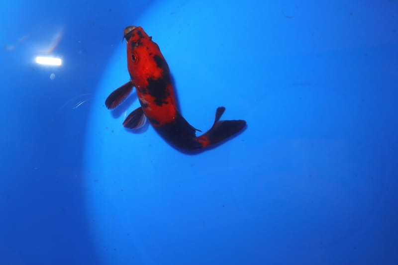 Howie Koi Dorset aquatic shop Dorchester aquatics Fish uk for sale aqu