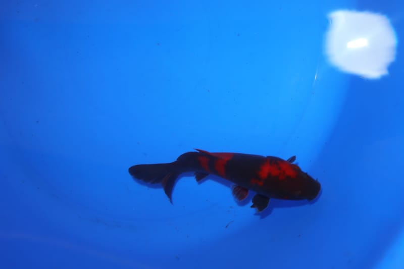 Howie Koi Dorset aquatic shop Dorchester aquatics Fish uk for sale aqu