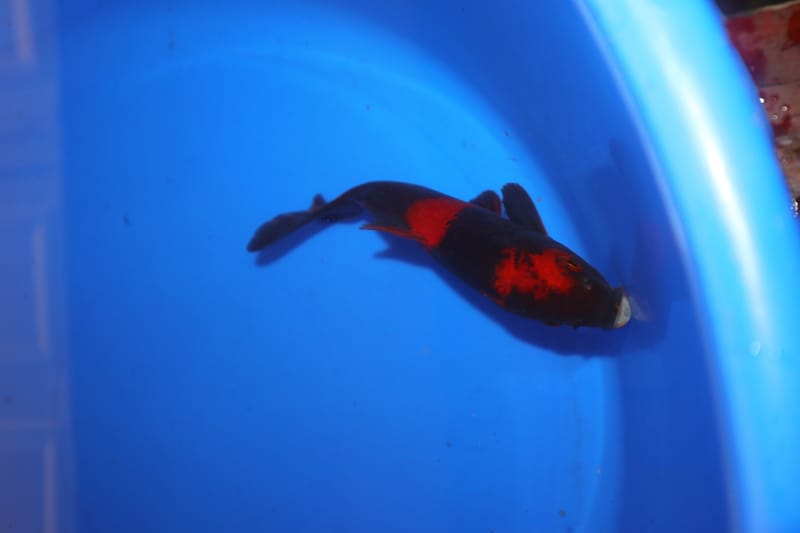 Howie Koi Dorset aquatic shop Dorchester aquatics Fish uk for sale aqu