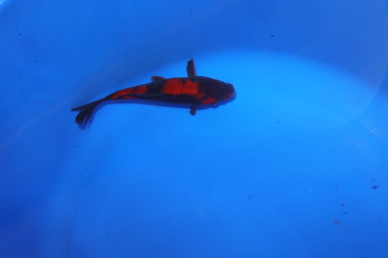 Howie Koi Dorset aquatic shop Dorchester aquatics Fish uk for sale aqu