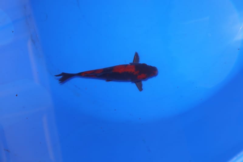 Howie Koi Dorset aquatic shop Dorchester aquatics Fish uk for sale aqu