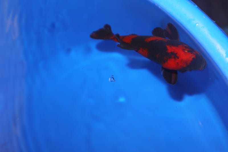 Howie Koi Dorset aquatic shop Dorchester aquatics Fish uk for sale aqu