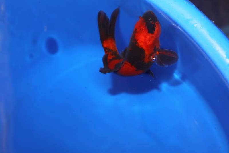 Howie Koi Dorset aquatic shop Dorchester aquatics Fish uk for sale aqu