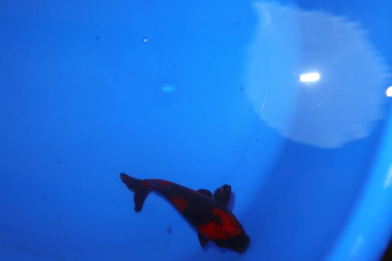 Howie Koi Dorset aquatic shop Dorchester aquatics Fish uk for sale aqu