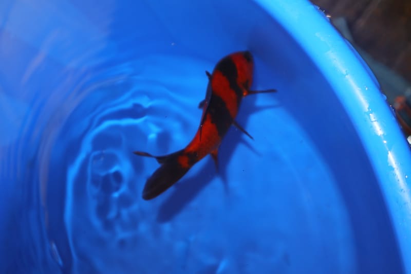 Howie Koi Dorset aquatic shop Dorchester aquatics Fish uk for sale aqu