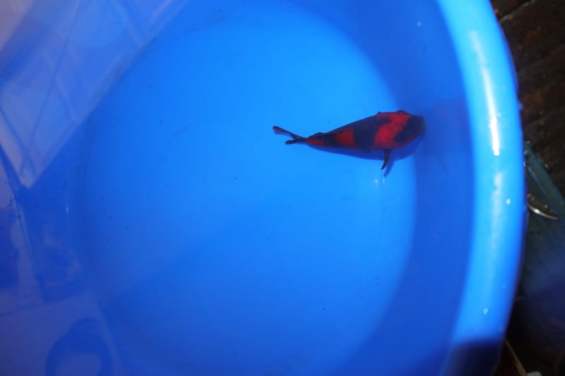 Howie Koi Dorset aquatic shop Dorchester aquatics Fish uk for sale aqu