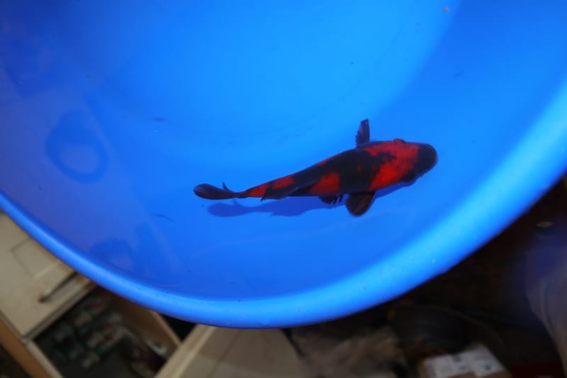 Howie Koi Dorset aquatic shop Dorchester aquatics Fish uk for sale aqu