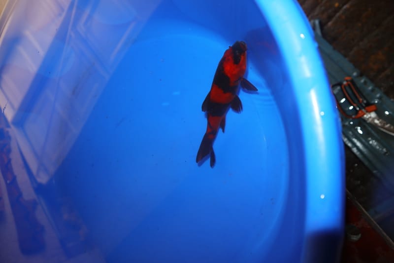 Howie Koi Dorset aquatic shop Dorchester aquatics Fish uk for sale aqu