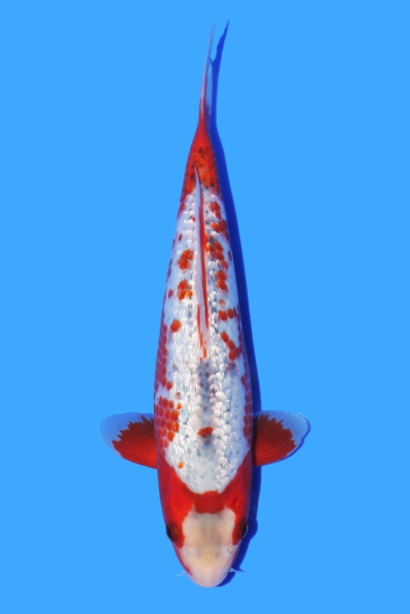 Howie Koi Dorset aquatic shop Dorchester aquatics Fish uk for sale aqu