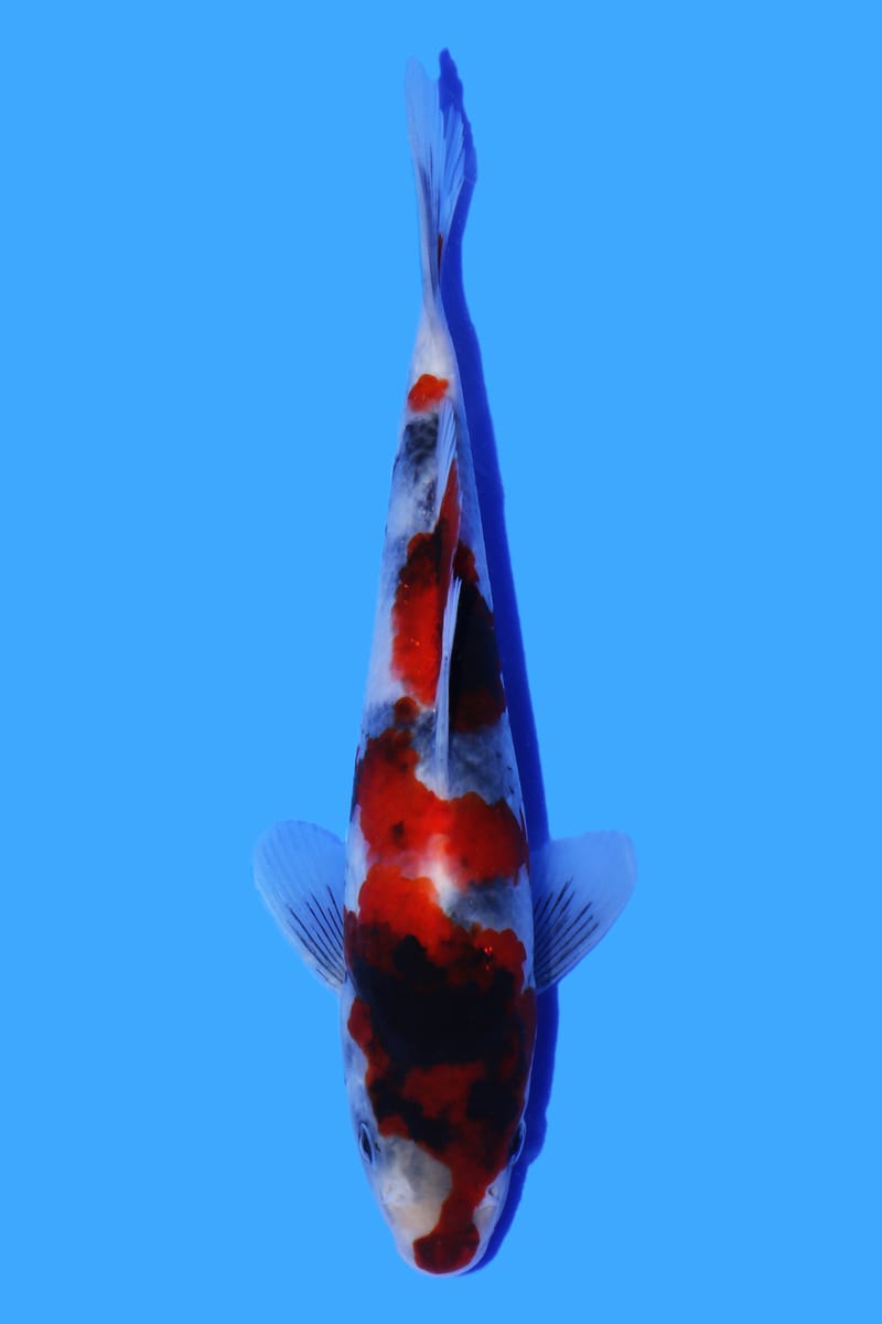Howie Koi Dorset aquatic shop Dorchester aquatics Fish uk sale