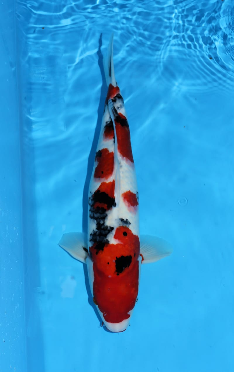 Howie Koi Dorset aquatic shop Dorchester aquatics Fish uk sale