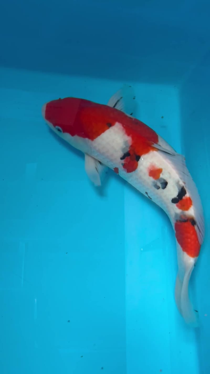 Howie Koi Dorset aquatic shop Dorchester aquatics Fish uk sale