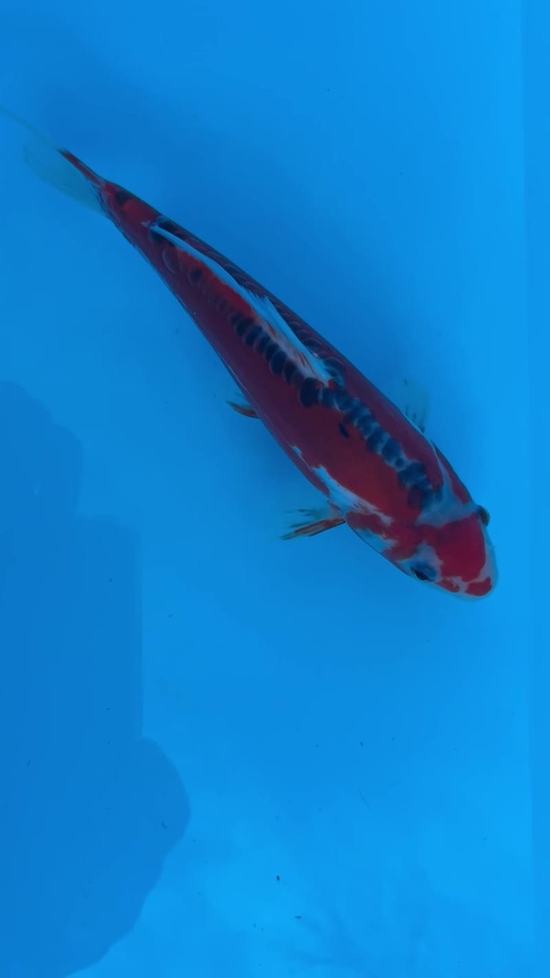 All Varieties - Howie Koi Dorset