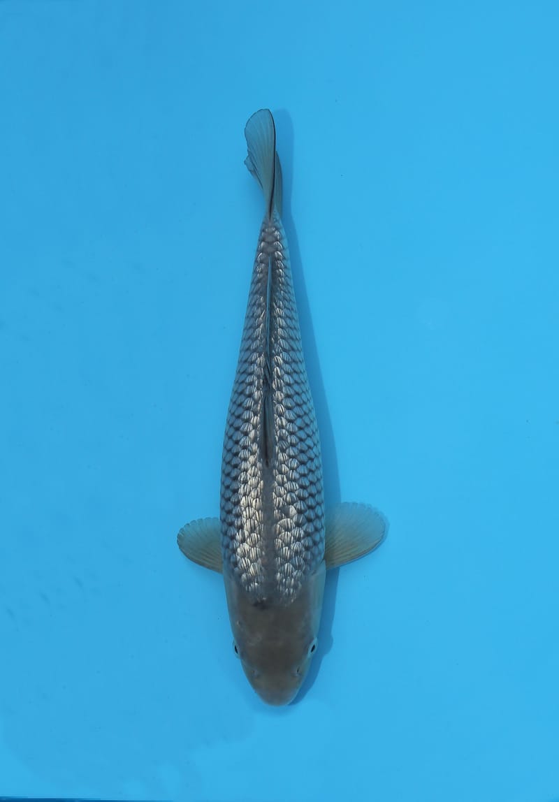 Chagoi, Saragoi, Karasigoi - Howie Koi Dorset