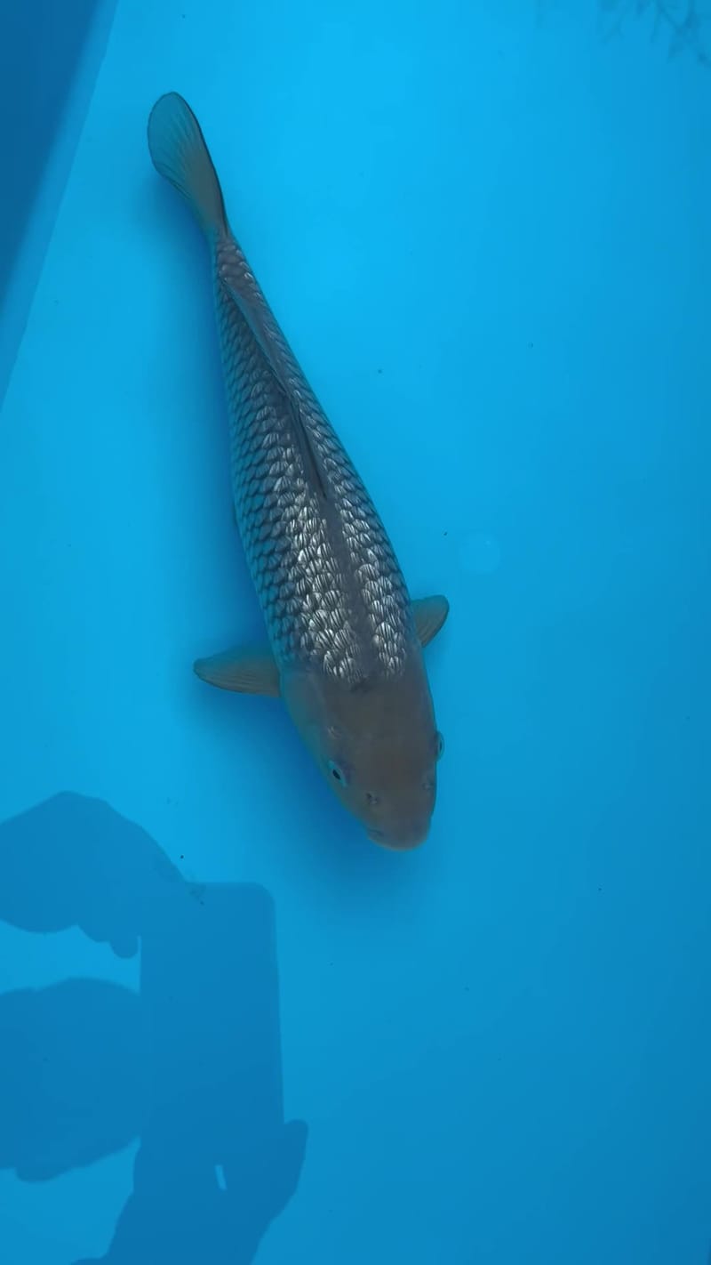 Chagoi, Saragoi, Karasigoi - Howie Koi Dorset