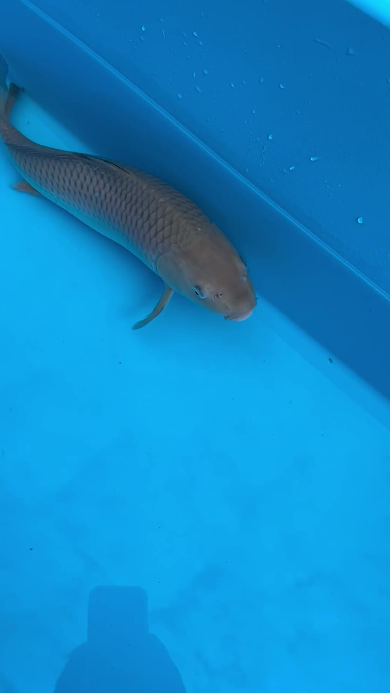 Chagoi, Saragoi, Karasigoi - Howie Koi Dorset