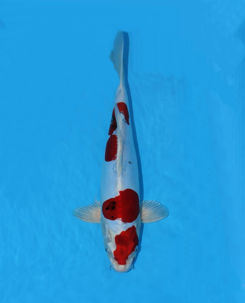 Howie Koi Dorset aquatic shop Dorchester aquatics Fish uk for sale aqu