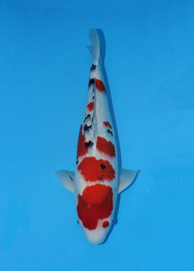 Howie Koi Dorset aquatic shop Dorchester aquatics Fish uk for sale aqu