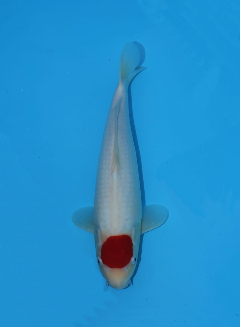 Howie Koi Dorset aquatic shop Dorchester aquatics Fish uk for sale aqu