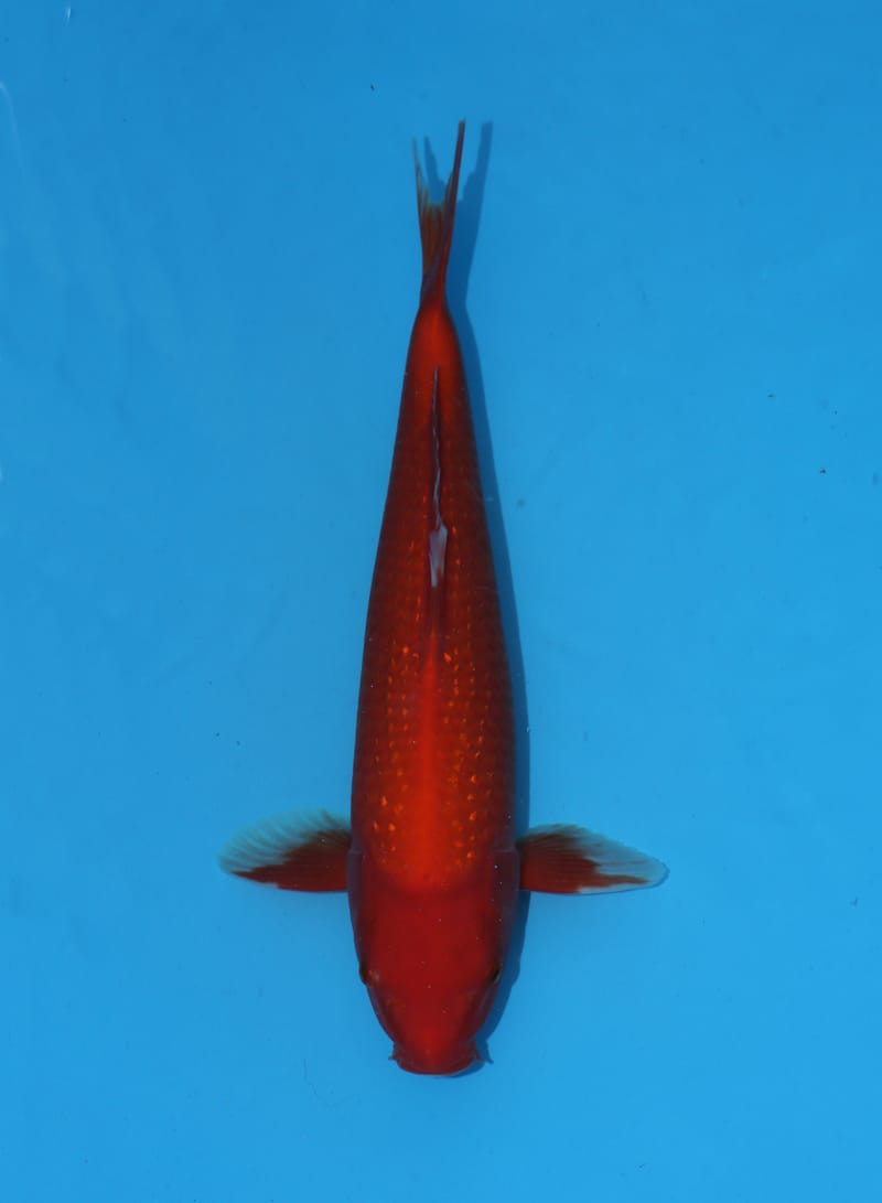 Howie Koi Dorset aquatic shop Dorchester aquatics Fish uk for sale aqu