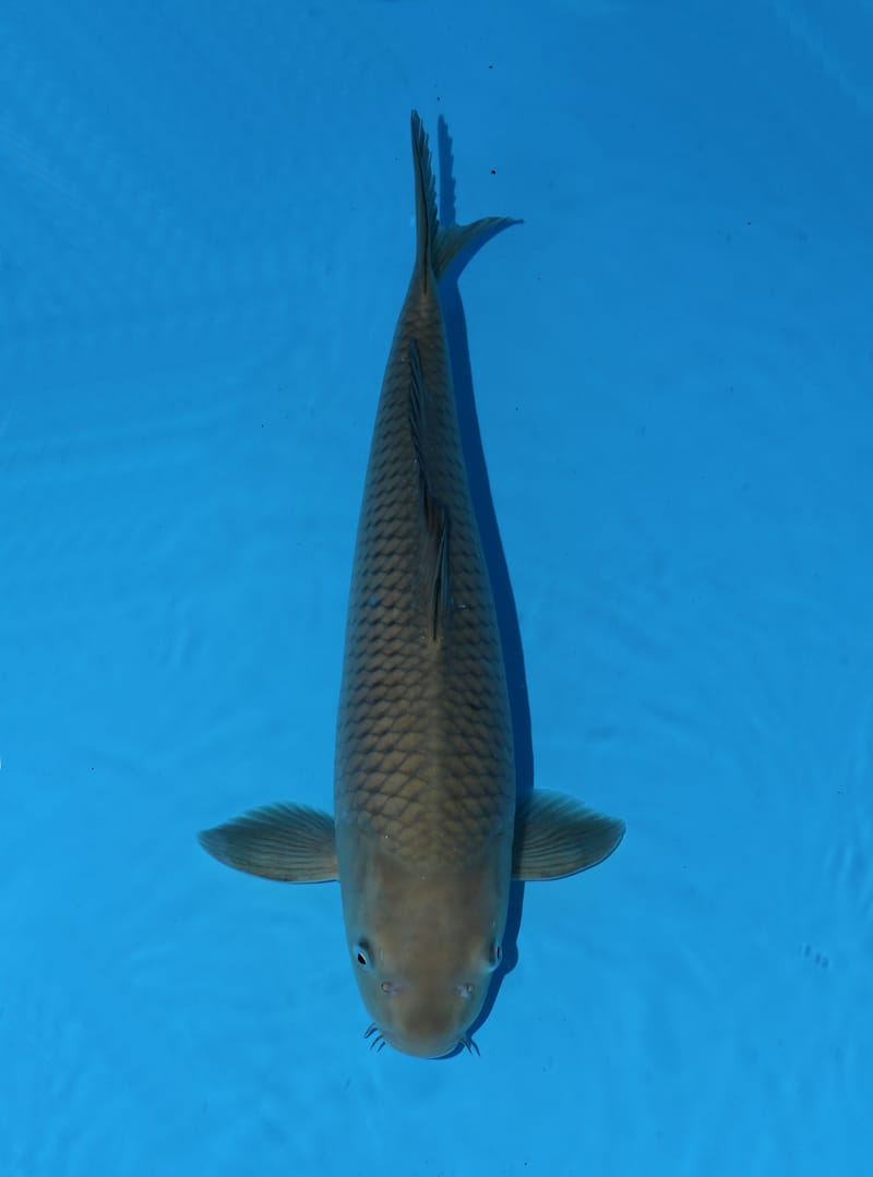 Chagoi, Saragoi, Karasigoi - Howie Koi Dorset