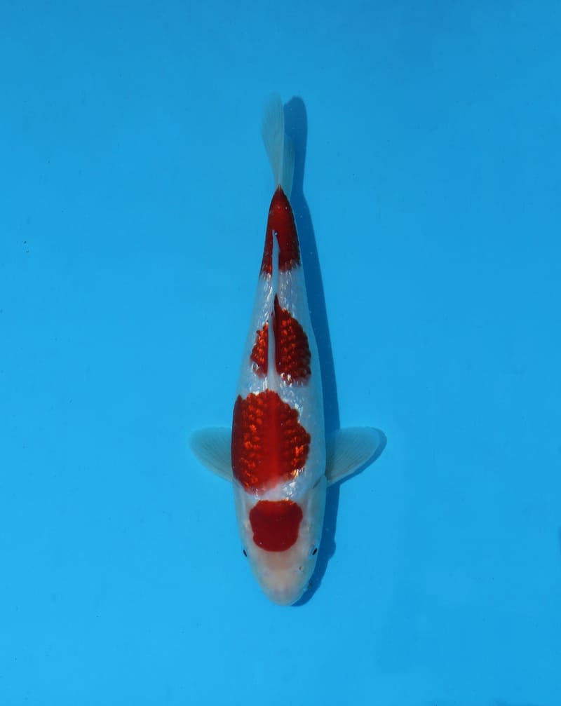 Howie Koi Dorset aquatic shop Dorchester aquatics Fish uk for sale aqu