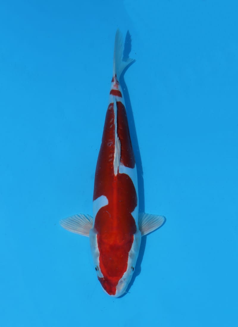 Howie Koi Dorset aquatic shop Dorchester aquatics Fish uk for sale aqu