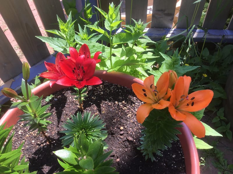 Verla Kay - Verla Kay, Author