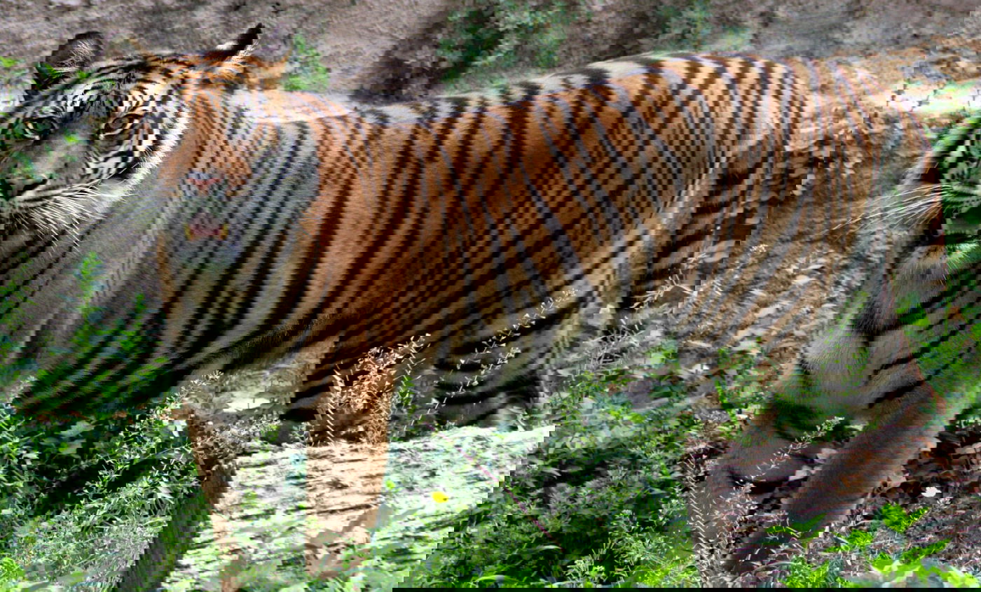 MAMÍFEROS - Taxonomía Animal