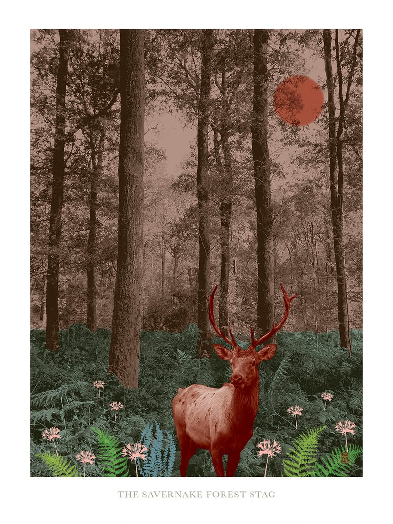 Savernake Forest Stag - Karpinski Art Design
