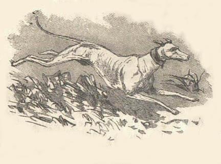 IL BALZO DEL VELTRO - DANTE ALIGHIERI - PATTO PER LA PATRIA