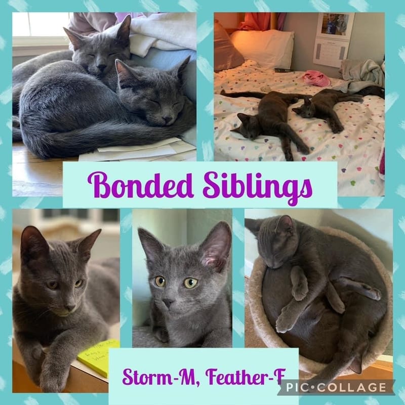 Special Paws Animal Rescue