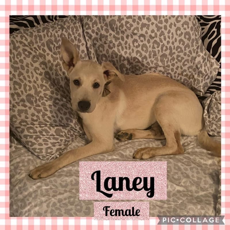 Special Paws Animal Rescue