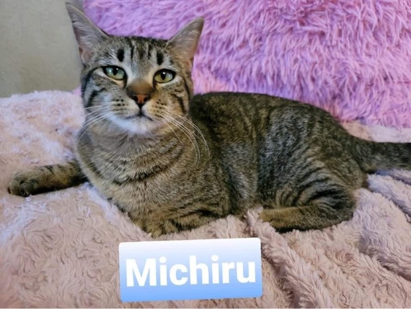 Special Paws Animal Rescue