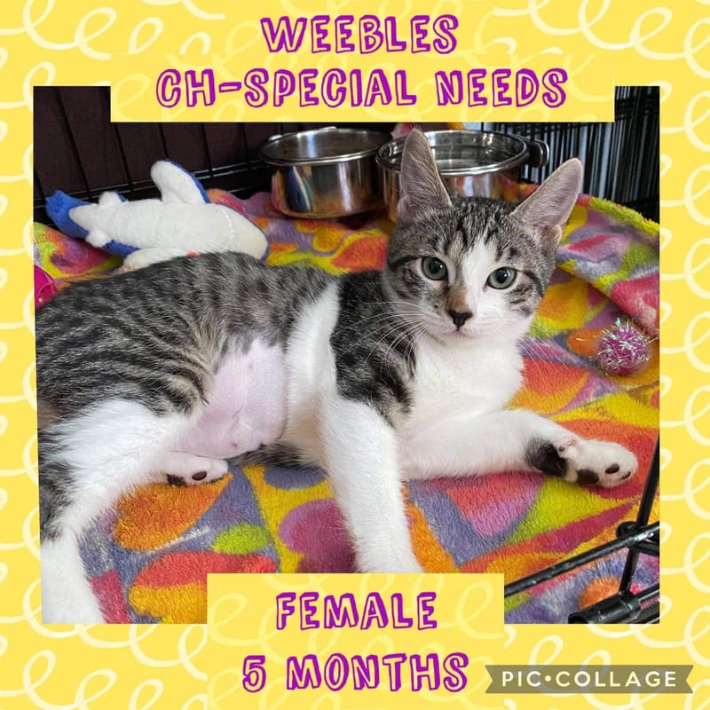 Special Paws Animal Rescue