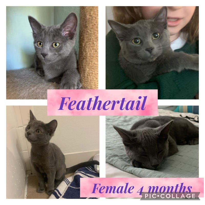 Special Paws Animal Rescue