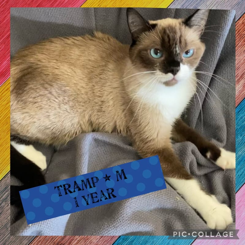 Special Paws Animal Rescue