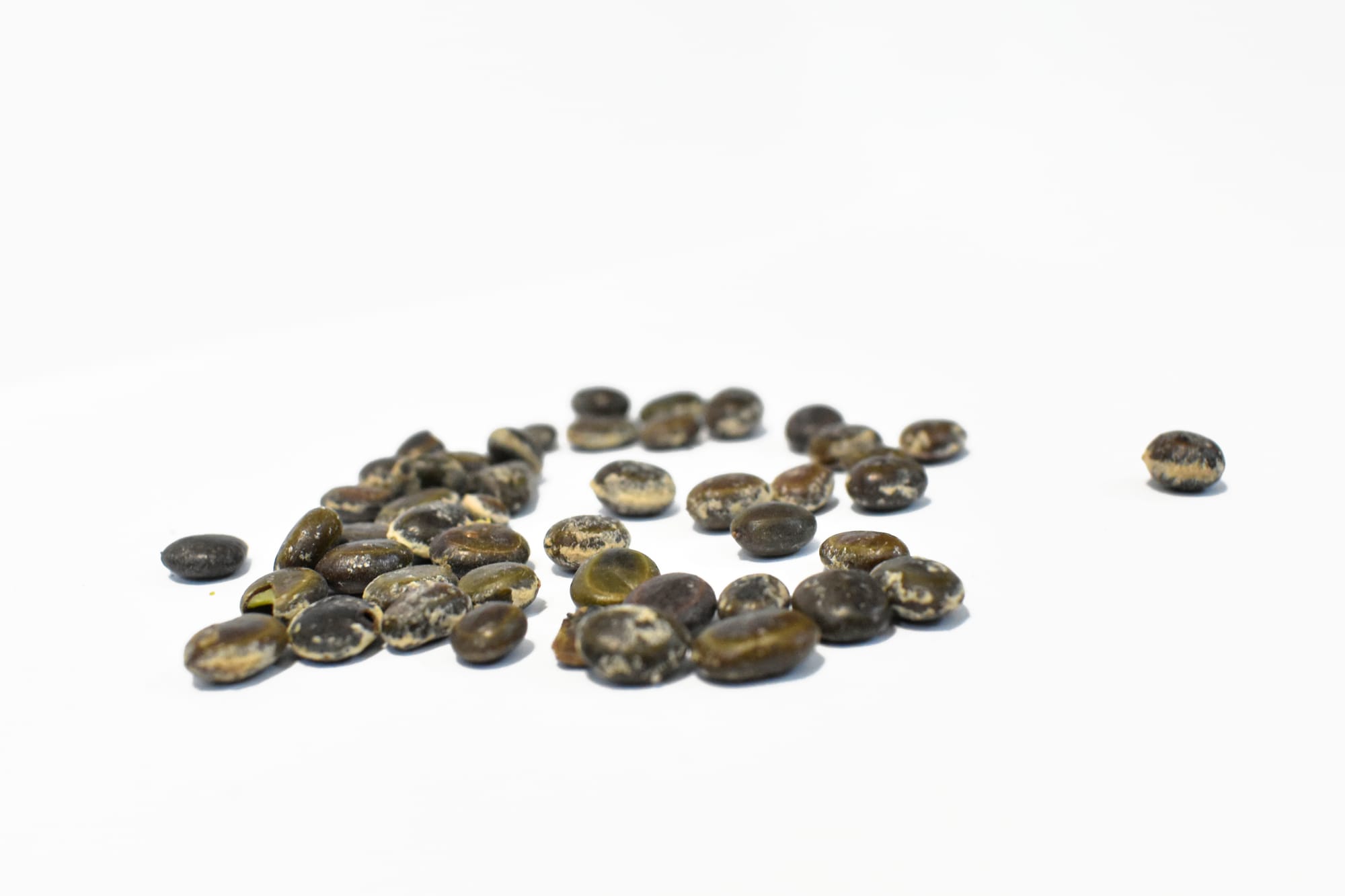 Ornamental Plants & Seeds - Egypt Scape