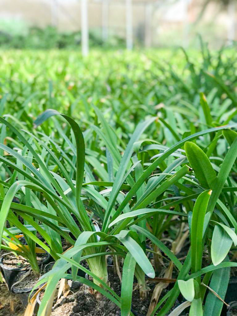 Ornamental Plants & Seeds - Egypt Scape