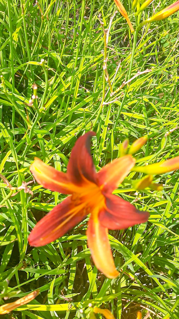 Ornamental Plants & Seeds - Egypt Scape