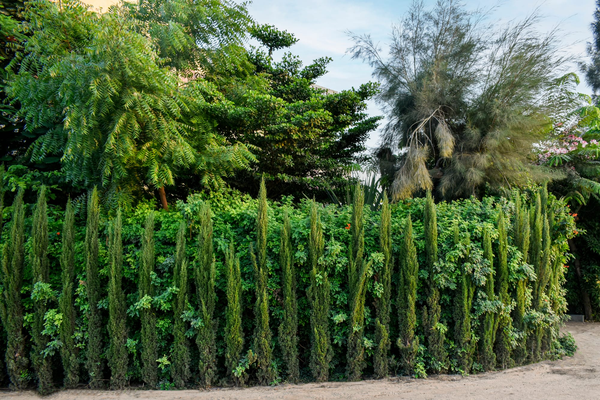 Ornamental Plants & Seeds - Egypt Scape