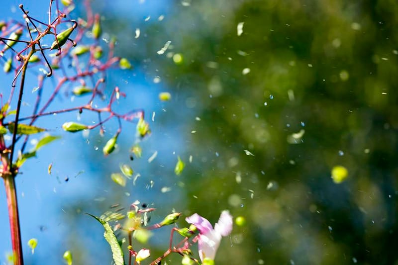 Himalayan balsam seed exploding - Trafford Wildlife
