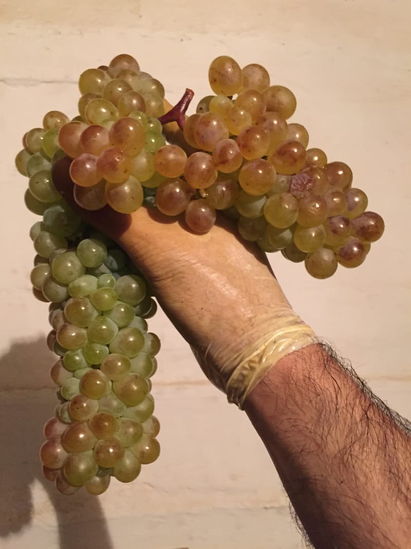 Chateau Khashmi Family Winery